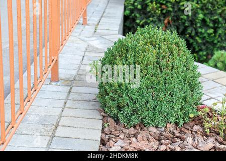 Beautiful trimmed ball-shaped bush in garden, top view Stock Photo - Alamy