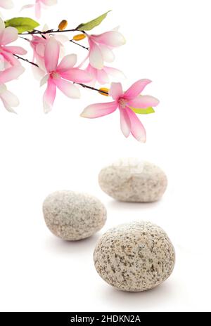 Zen stones with flower magnolia Stock Photo - Alamy