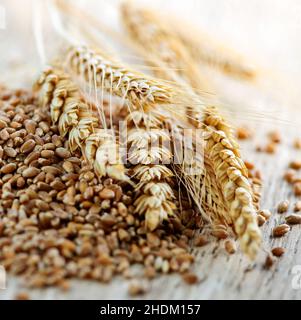 wheat, staple food, wheats, staple foods Stock Photo - Alamy