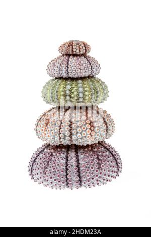 5 Sea urchin shells stacked on pebble beach Stock Photo - Alamy