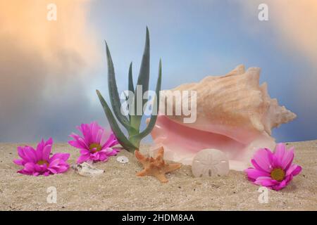Aloe Plant with Sea Shells and Flowers in Sand With Blue Sky Stock ...
