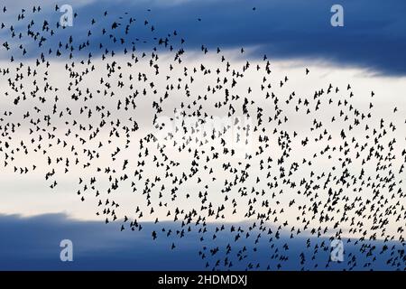 swarm of birds, star, stars Stock Photo - Alamy