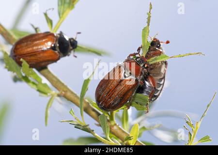 cockchafer, cockchafers, june beetle Stock Photo - Alamy