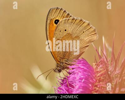 great ox eye, meadow browns Stock Photo - Alamy