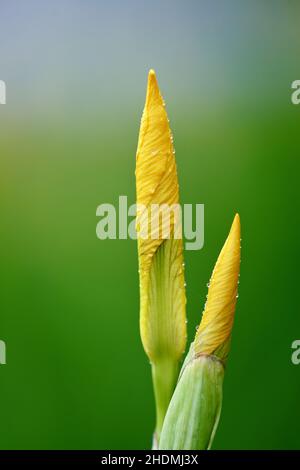 swamp-edged sword lily, swamp-edged sword lilies Stock Photo - Alamy