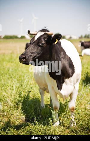 White cow standing front view and copy space Stock Photo - Alamy