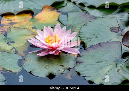 water lily, water lilies, waterlilie, waterlilies Stock Photo - Alamy