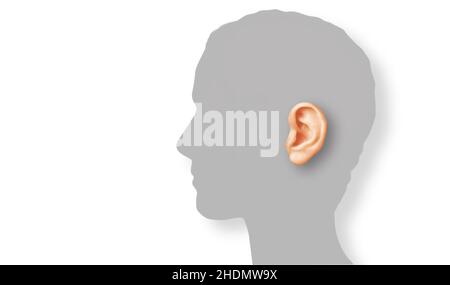 animal ear, acoustics, hearing, animal ears, ear, ears Stock Photo - Alamy