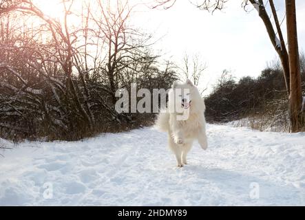 dog, jump, dogs, jumper, jumping Stock Photo - Alamy