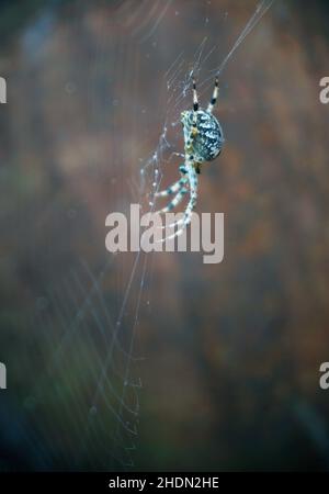 spider, trapped, spiders, trappeds Stock Photo - Alamy