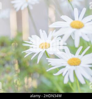 Beautiful margaret flowers blooming in the garden Stock Photo - Alamy