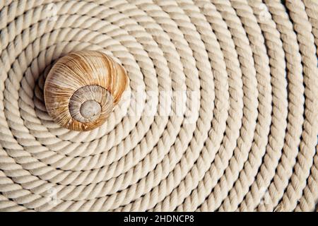 snail-shell, spiral, snail-shells, spirals, swirl, swirls Stock Photo ...