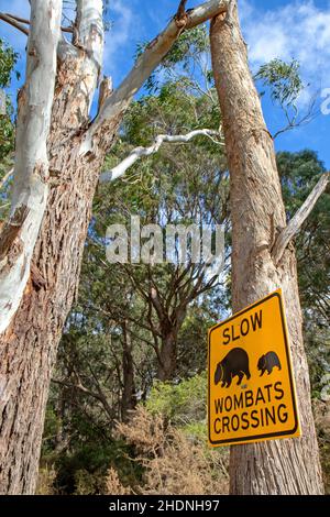 Wombats crossing road sign Stock Photo - Alamy