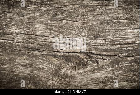 wood, surface, structure, woodland, woodlands, woods, surfaces ...