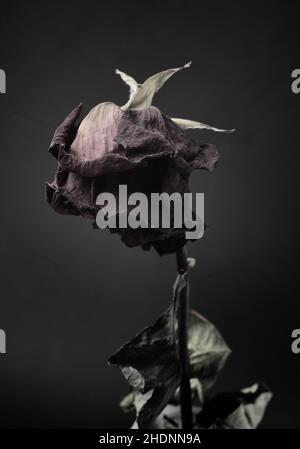 A vertical shot of red withered rose in a big green park Stock Photo ...