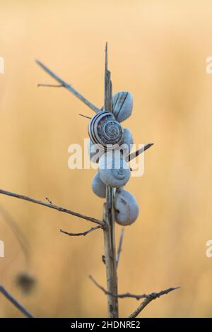shells and snails Stock Photo - Alamy