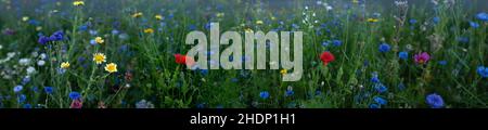 Wildflower meadow with cornflowers, mallows, chamomile and more to ...