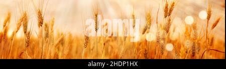 sunbeams, vivid, grain, sun beams, sun ray, sun rays, sunbeam, sunray ...