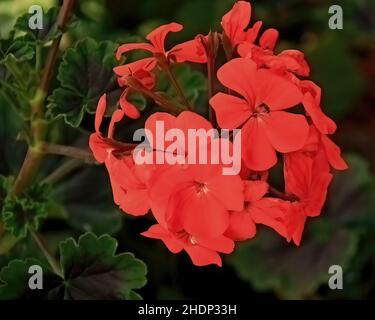 Red geranium blossoms in the summer garden.(Pelargonium inquinans ...