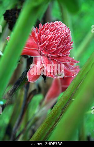torch ginger, gingers, Apocynaceae , torch gingers Stock Photo - Alamy