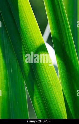 swamp-edged sword lily, swamp-edged sword lilies Stock Photo - Alamy