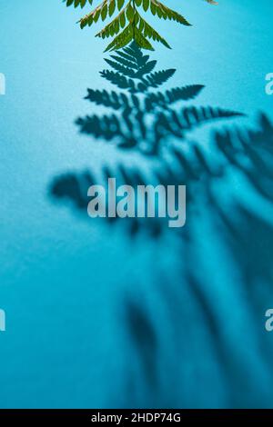 shadow, fern, shadows, ferns Stock Photo - Alamy