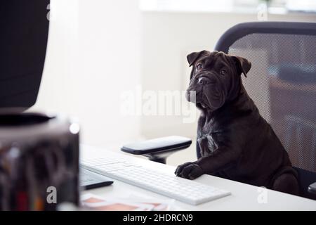 dog, boss, home office, dogs, managers, home offices Stock Photo - Alamy