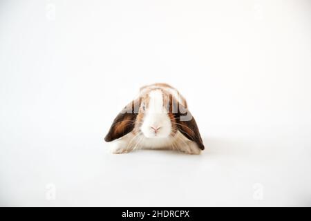 An English Lop Rabbit on white background Stock Photo - Alamy