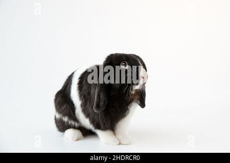 An English Lop Rabbit on white background Stock Photo - Alamy