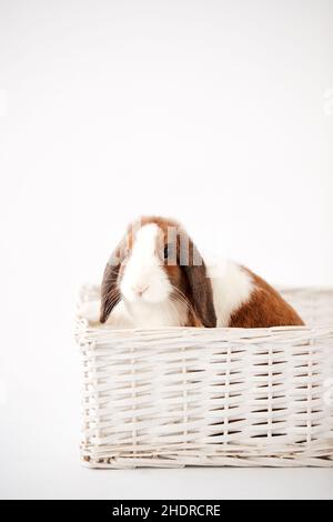 An English Lop Rabbit on white background Stock Photo - Alamy