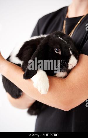 rabbit, cuddly, rabbits, cuddlies Stock Photo - Alamy