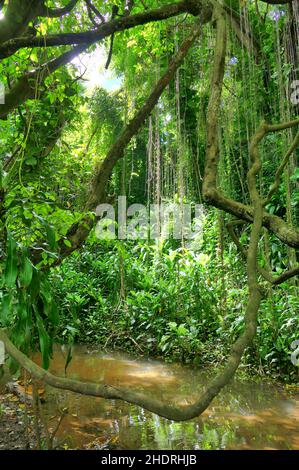 stream, rainforest, ditch, streams, jungle, rainforests Stock Photo - Alamy