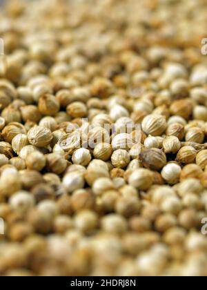 cilantro, coriander seed, coriander capsule, cilantros, coriander seeds ...