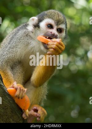 Monkey skull front view (vertical Stock Photo - Alamy