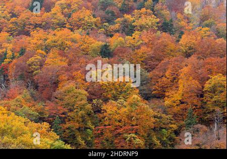 nature, autumn, floral, natur, natures, fall, florals Stock Photo - Alamy