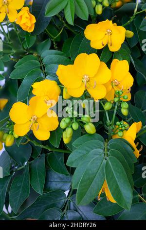 argentine senna, argentina senna, buttercup bush, flowering senna ...
