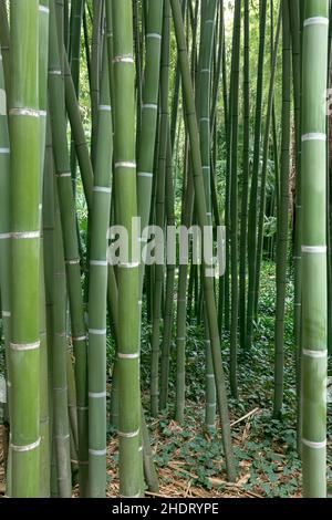 bamboo grove, bamboo forest, bamboo groves Stock Photo - Alamy