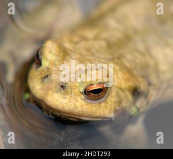 swim, toad, swimmer, swimmers, swimming, toads Stock Photo - Alamy