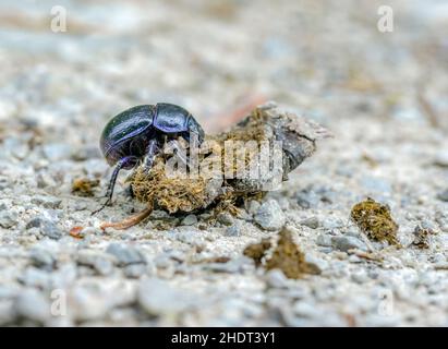 dung beetles, dor beetle, dung beetle Stock Photo - Alamy