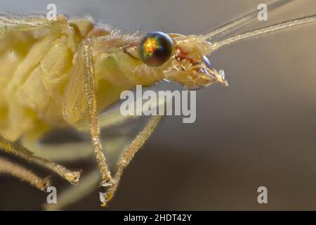 Compound eye of a lacewing Stock Photo - Alamy