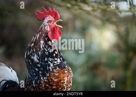 rooster, crow, roosters, crows Stock Photo - Alamy