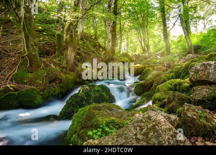 montenegro, durmitor, tara springs park, tara mountain, montenegros ...