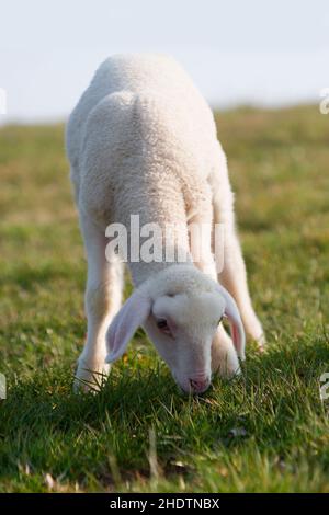 Two young lambs, one grazing one looking ahead Stock Photo - Alamy