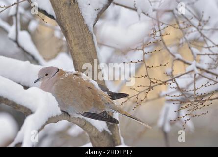 dove, turks deaf, doves Stock Photo - Alamy