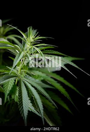 vertical marijuana plants on black background with copyspace Stock ...
