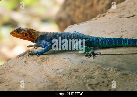 Gecko, Echsen, Agame im Nationalpark Tsavo Ost und Tsavo West in Kenia Stock Photo - Alamy