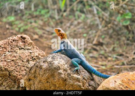 Gecko, Echsen, Agame im Nationalpark Tsavo Ost und Tsavo West in Kenia Stock Photo - Alamy