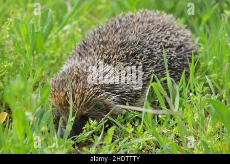 hedgehog hedgehogs insectivore insectivores mammal mammals animal ...