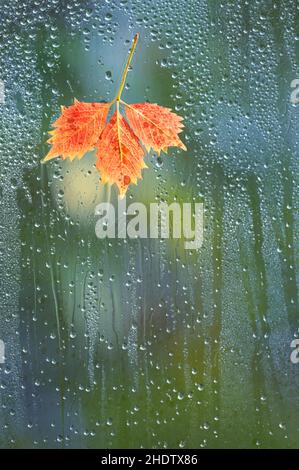 autumn leaves, raindrop, window glass, leaf, raindrops, windows Stock ...