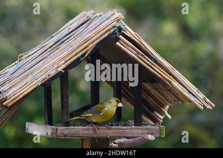 birdseed, green finch, birdseeds, green finchs Stock Photo - Alamy